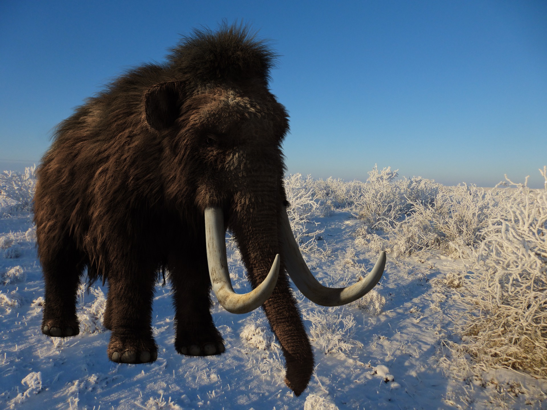 Mamut Kopie1 – Re-Evolution-Code